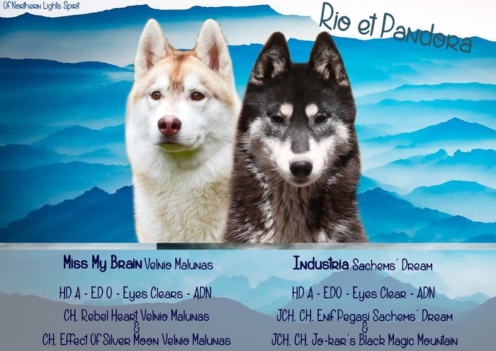 Pandora & Rio 2021 :: Of Northern Lights Spirit