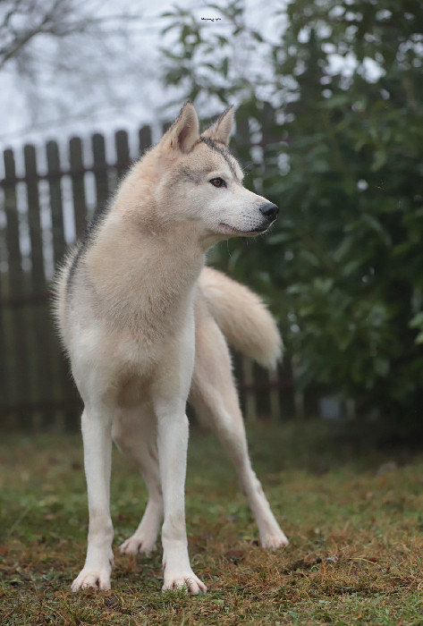Brego's Free Spirit On The Wind "Volt" :: Of Northern Lights Spirit
